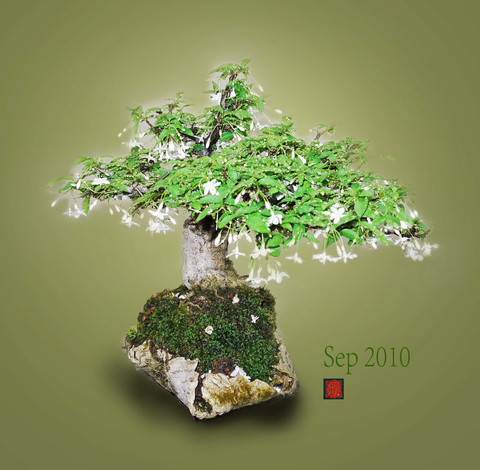 Bonsai Guru: Wrightia Religiosa