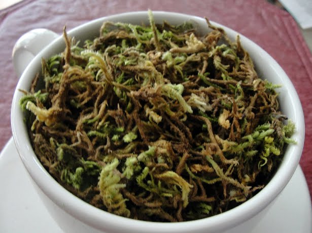 The Pursuit of Happiness: Coffee Cup Flower Pot Tutorial