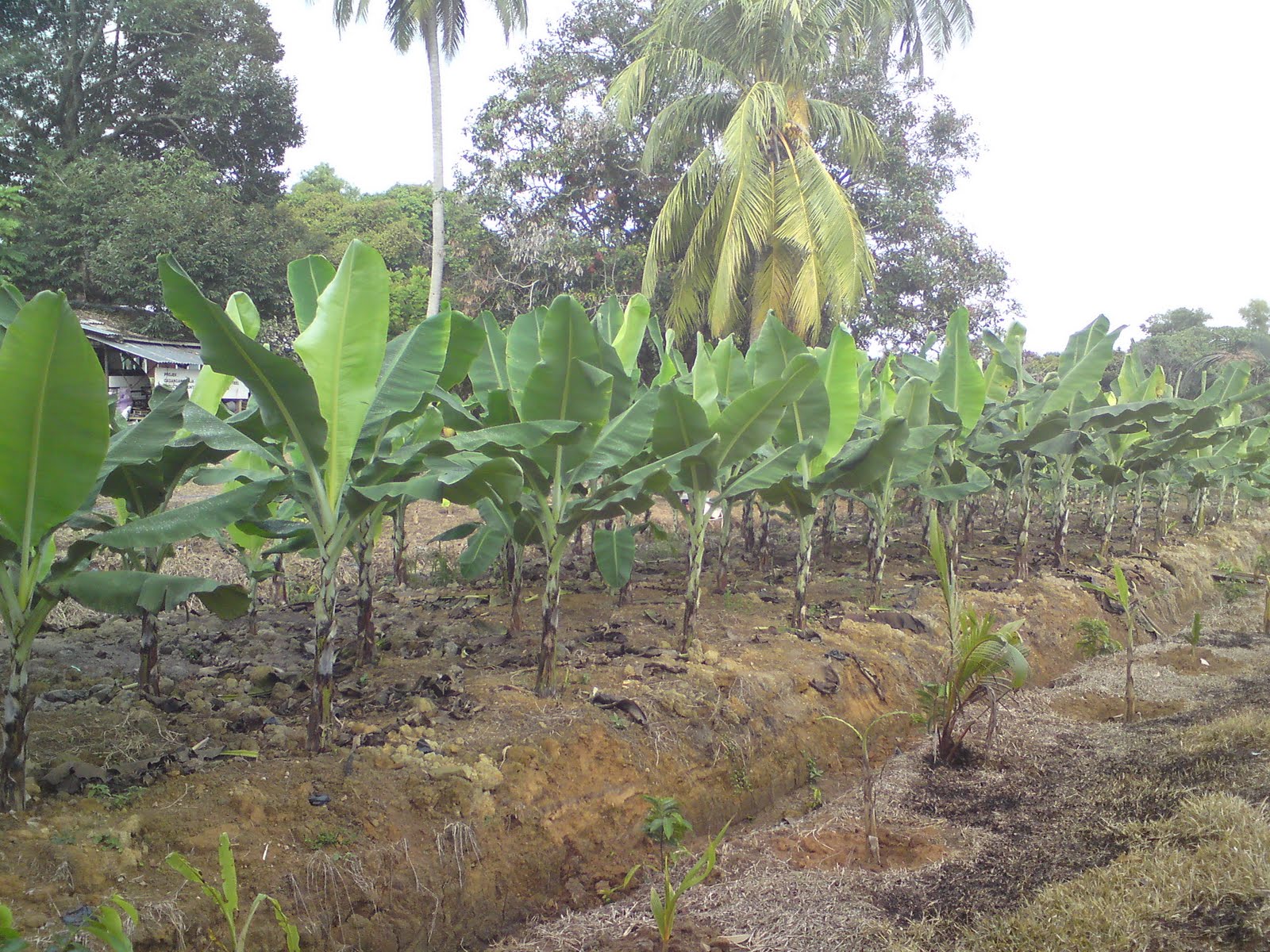 londang pisang: Pisang Berangan