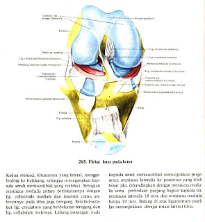 H@rlie's Nurse: Fleksi pada lutut