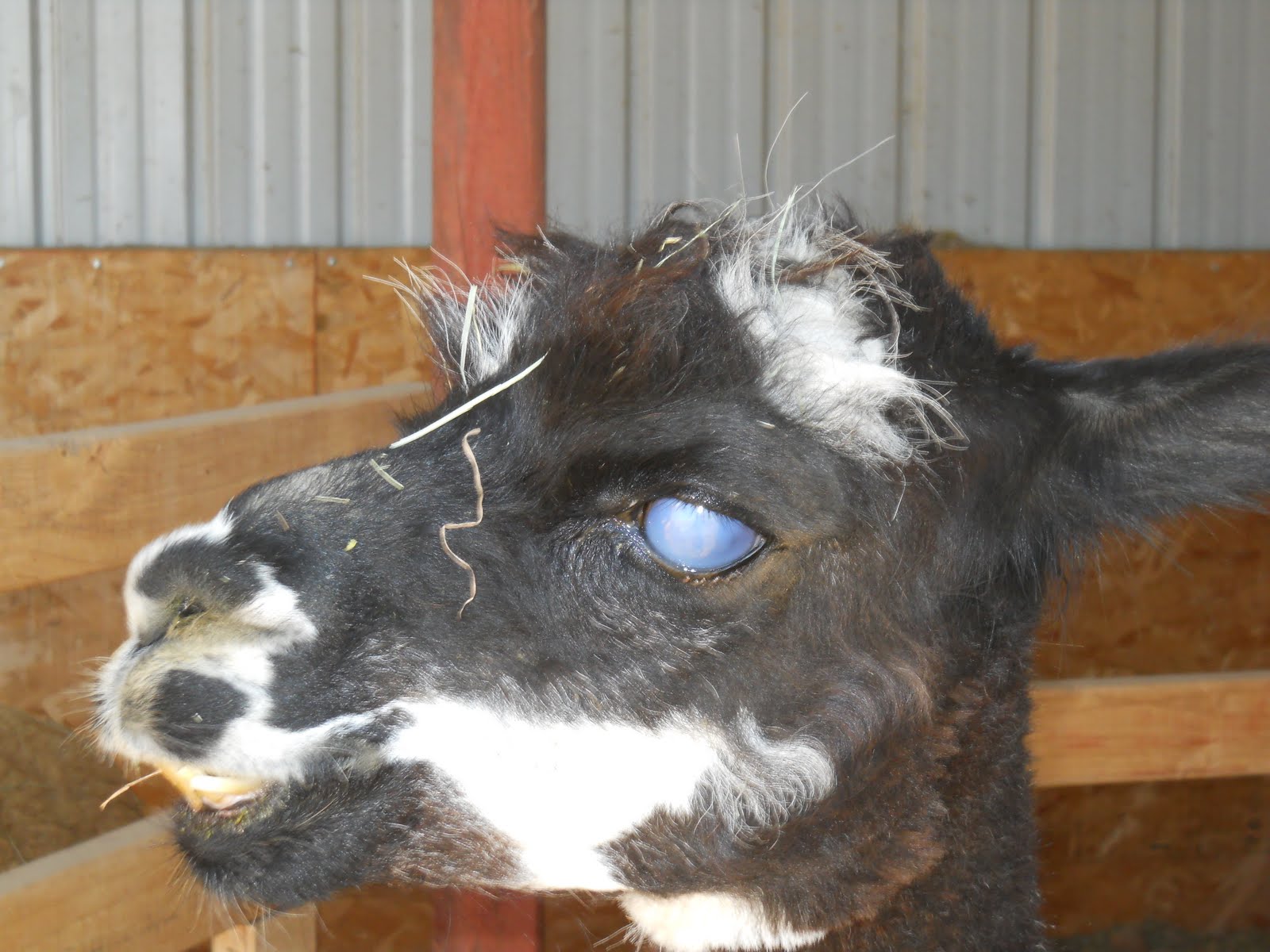 small goat/sheep farm in Northern Colorado: Anterior Uveitis, Turkeys ...