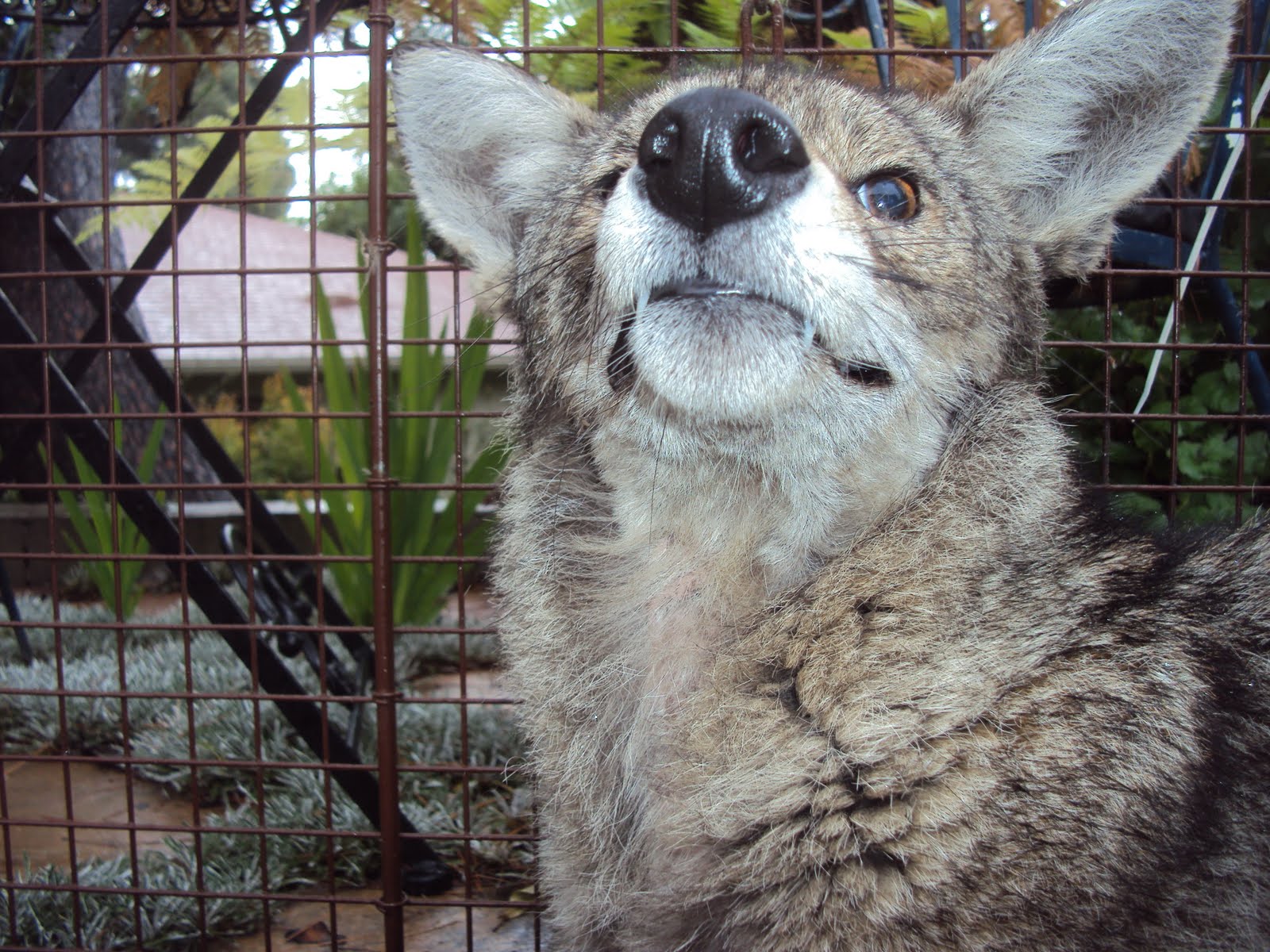 All City Animal Trapping: San Diego california ANIMAL TRAPPING CONTROL ...