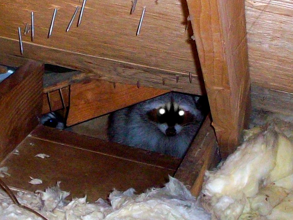 All City Animal Trapping: RACCOON WITH BABIES IN MY ATTIC IN LA ...