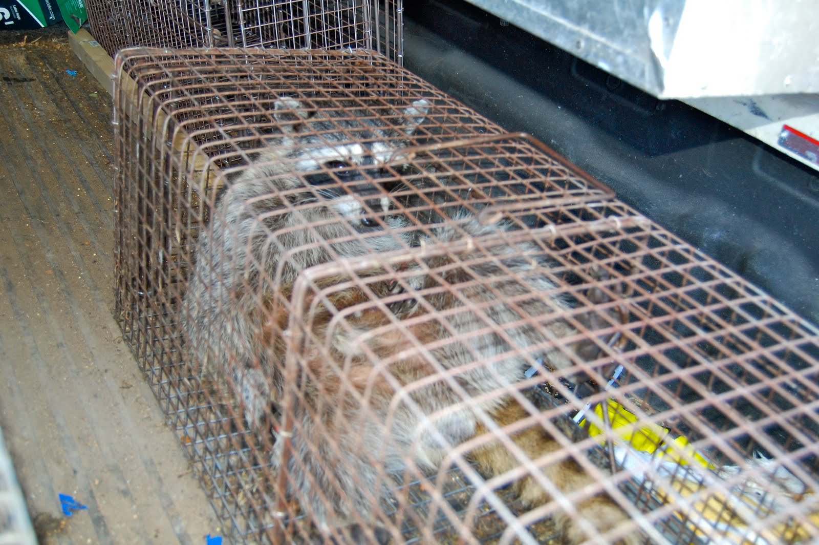 All City Animal Trapping: RACCOON WITH BABIES IN MY ATTIC IN LA ...