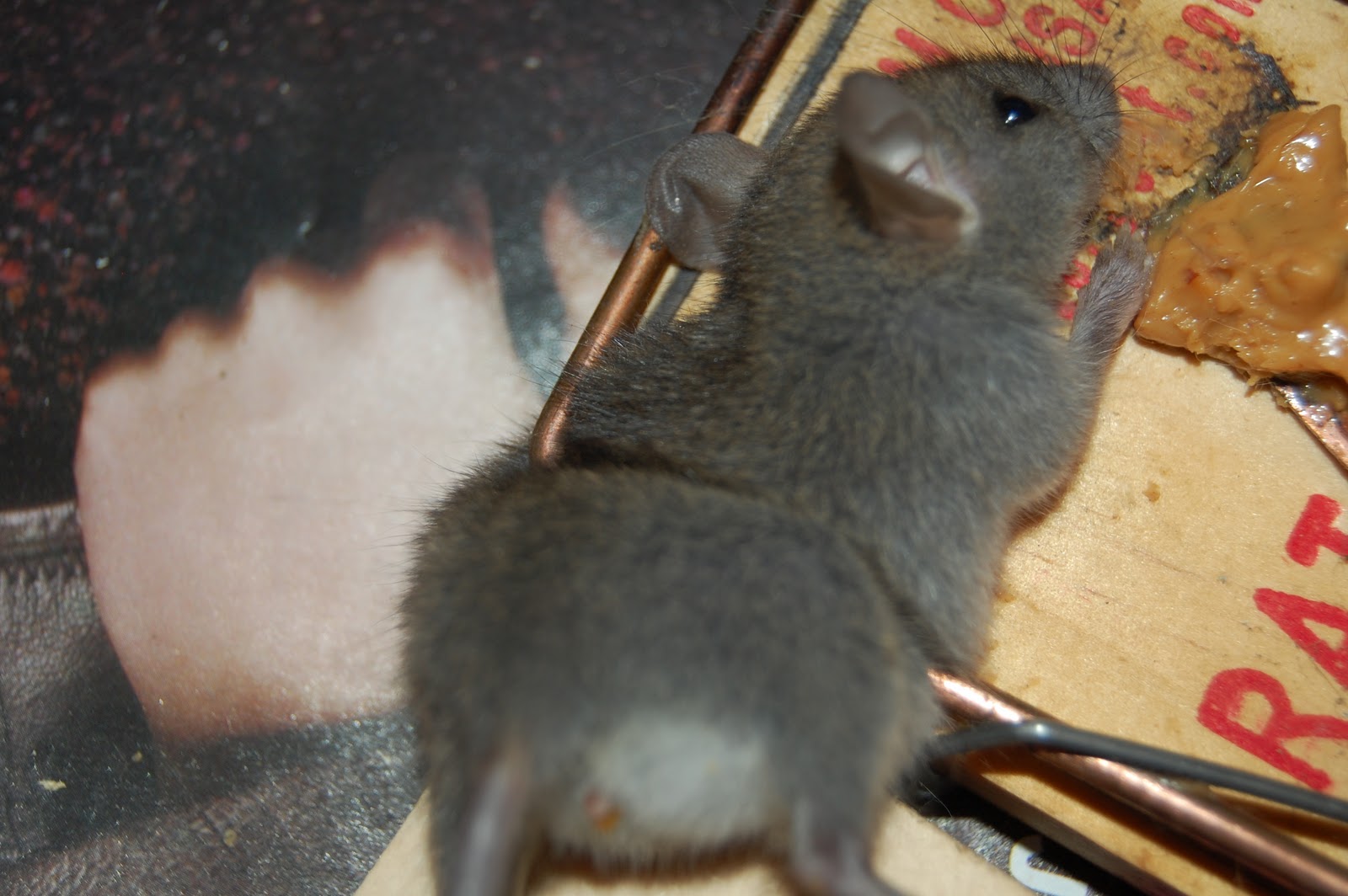 All City Animal Trapping: Rat Control In Orange County California, Call ...