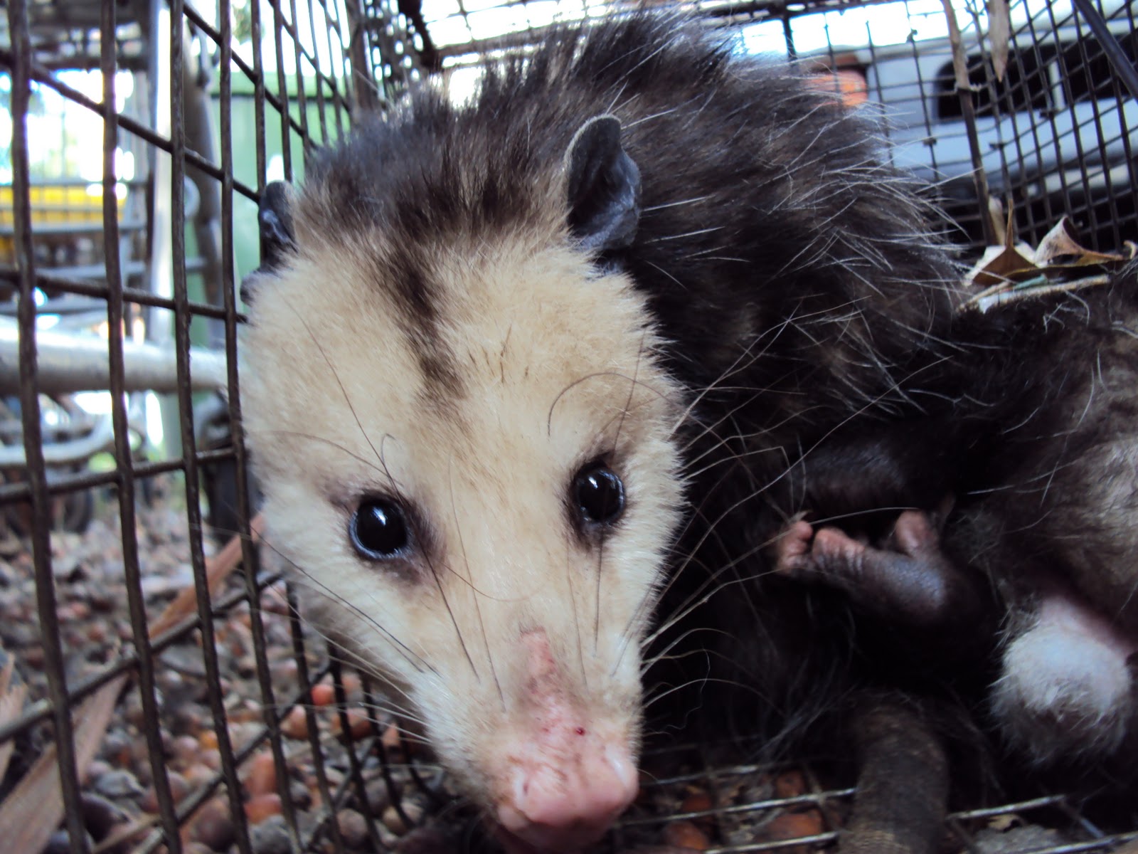 All City Animal Trapping: OPOSSUM TRAPPING,OPOSSUM TRAPPING,OPOSSUM ...