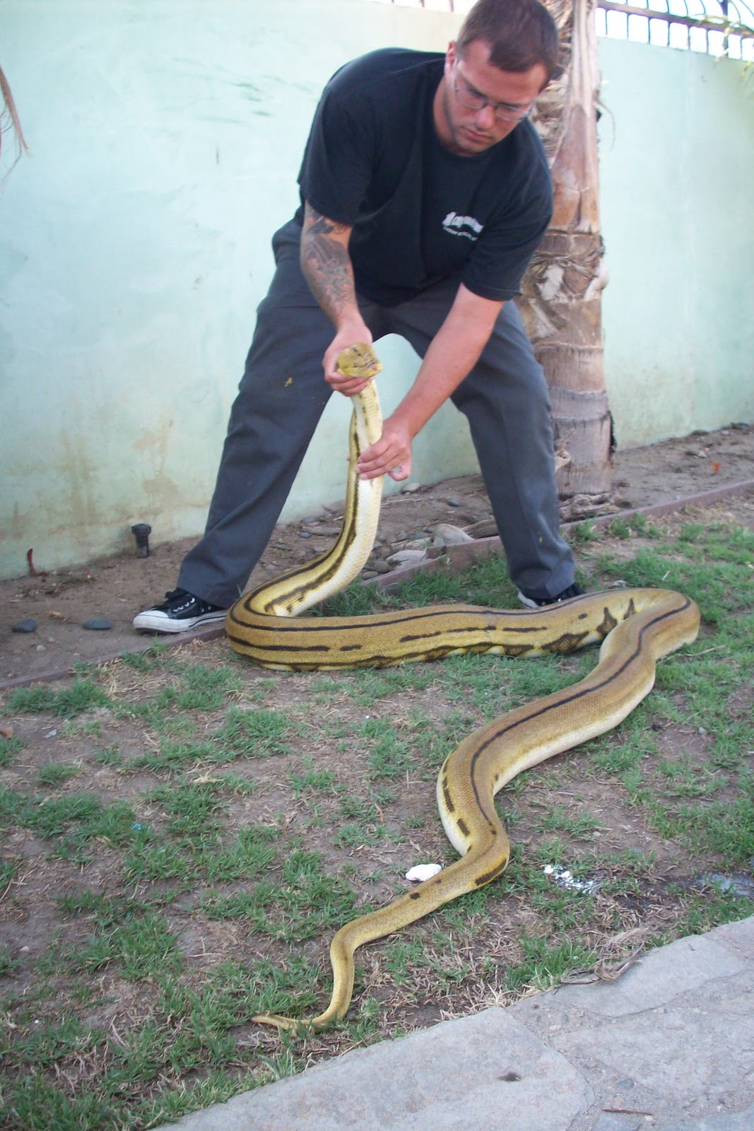 All City Animal Trapping: Snake trapping and removal in Los Angeles and ...