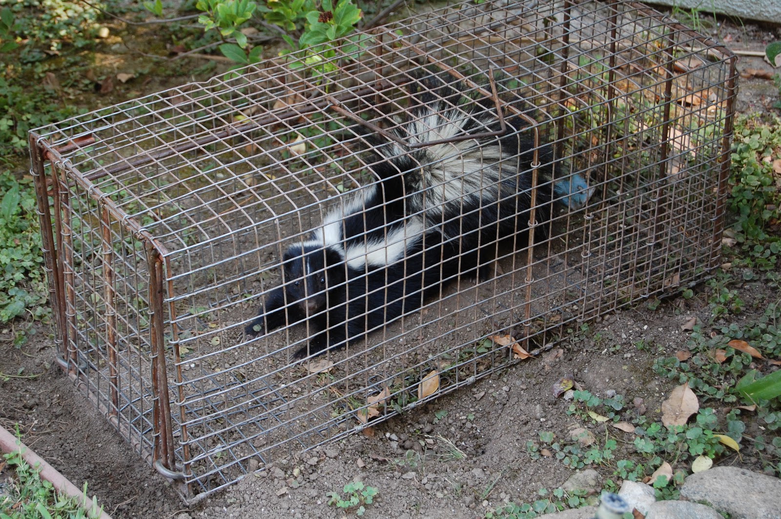 All City Animal Trapping: Opossum, raccoon & skunk Trapping and Removal ...