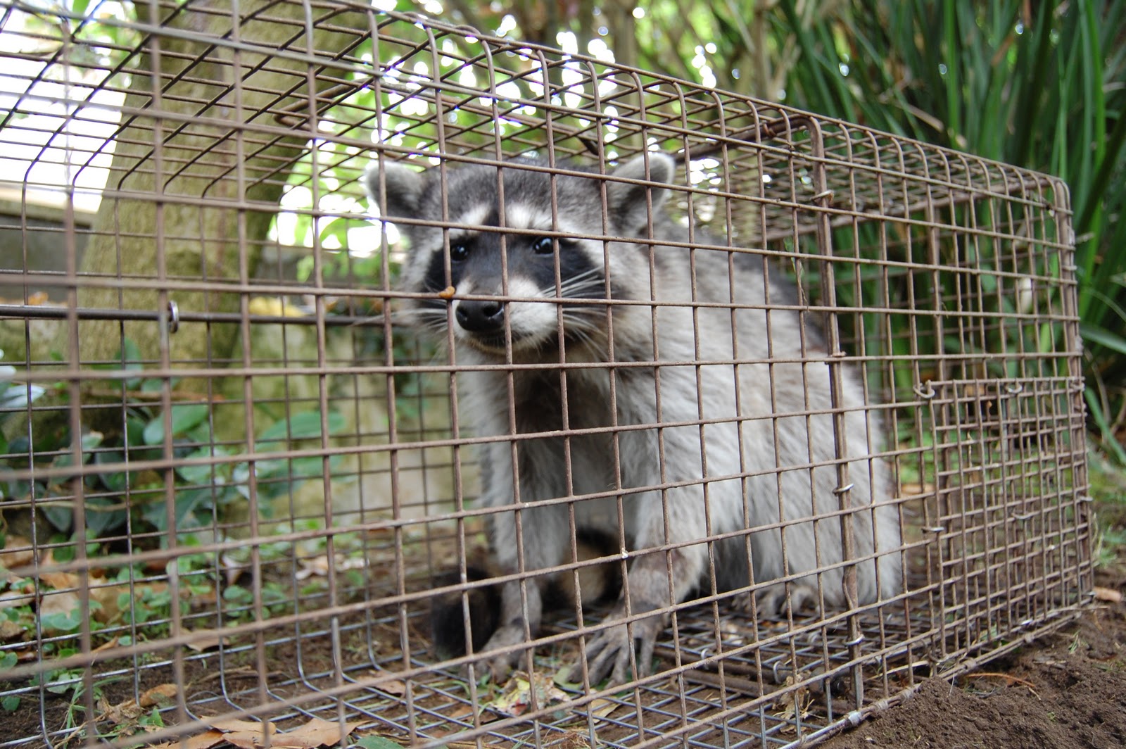 All City Animal Trapping: Raccoon Control in Modesto, Modesto Raccoon ...