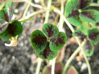 Persephone in Bloom: Dancing queen: Dark Dancer Clover