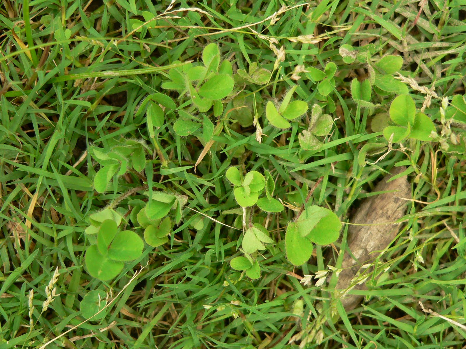 Persephone in Bloom: Dancing queen: Dark Dancer Clover