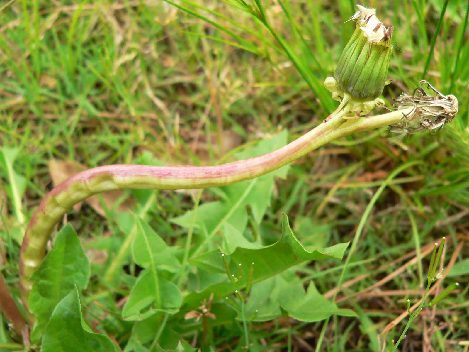 Persephone in Bloom: Combo days! Thursday Hort Lesson: Leave Morphology ...