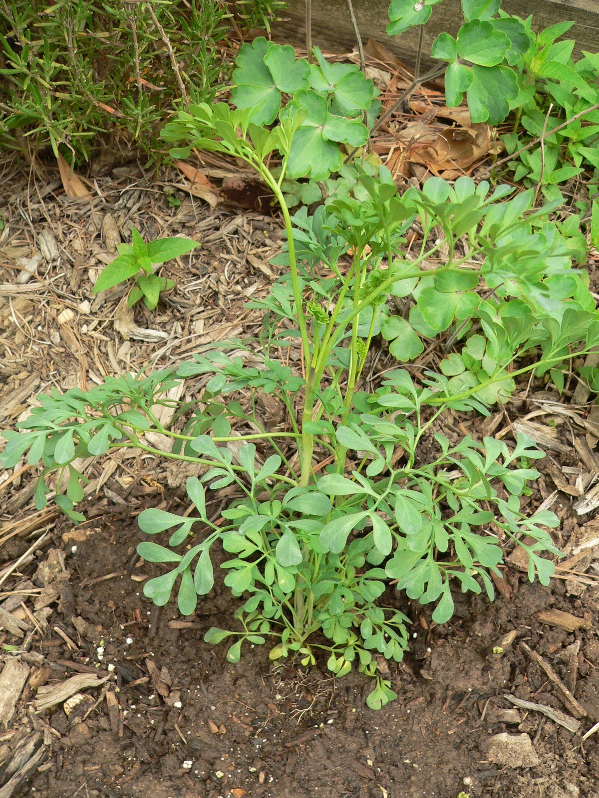 Persephone in Bloom: Jul 2, 2010