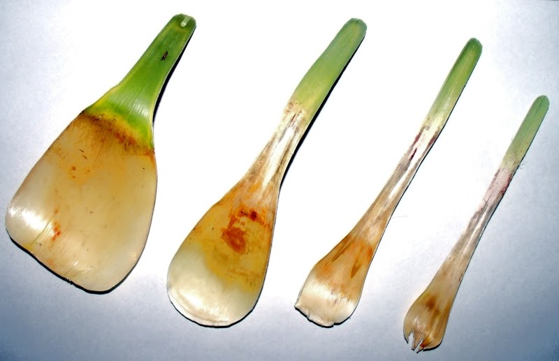 Sword Of Survival: Sotol (Desert Spoon)