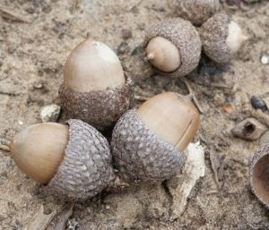 Sword Of Survival: Acorns