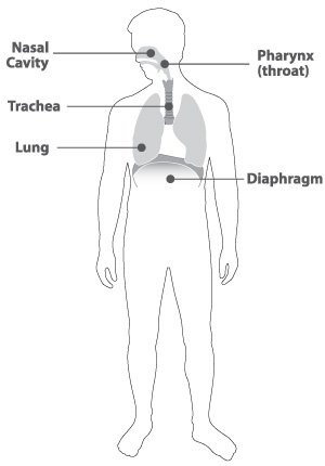 Sistem Pernafasan ~ Jom Sihat Bersama Elken