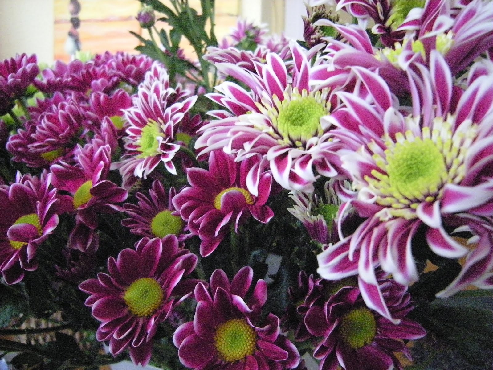 Flores Naturales: Crisantemos