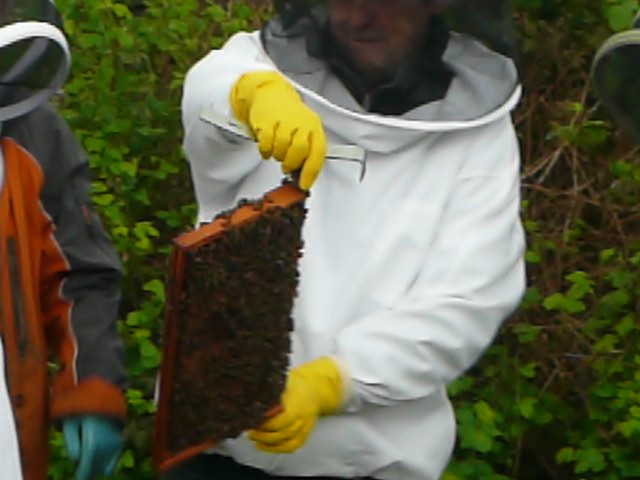 The Naked Beekeeper: The ups of beekeeping!.........