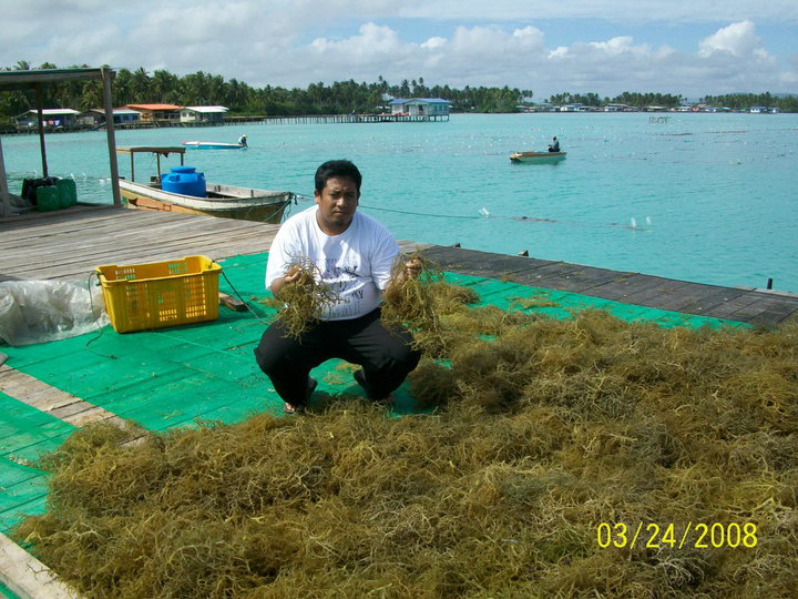 Rumput Laut Indonesia: Foto foto rumput laut di Nunukan Kalimantan Timur