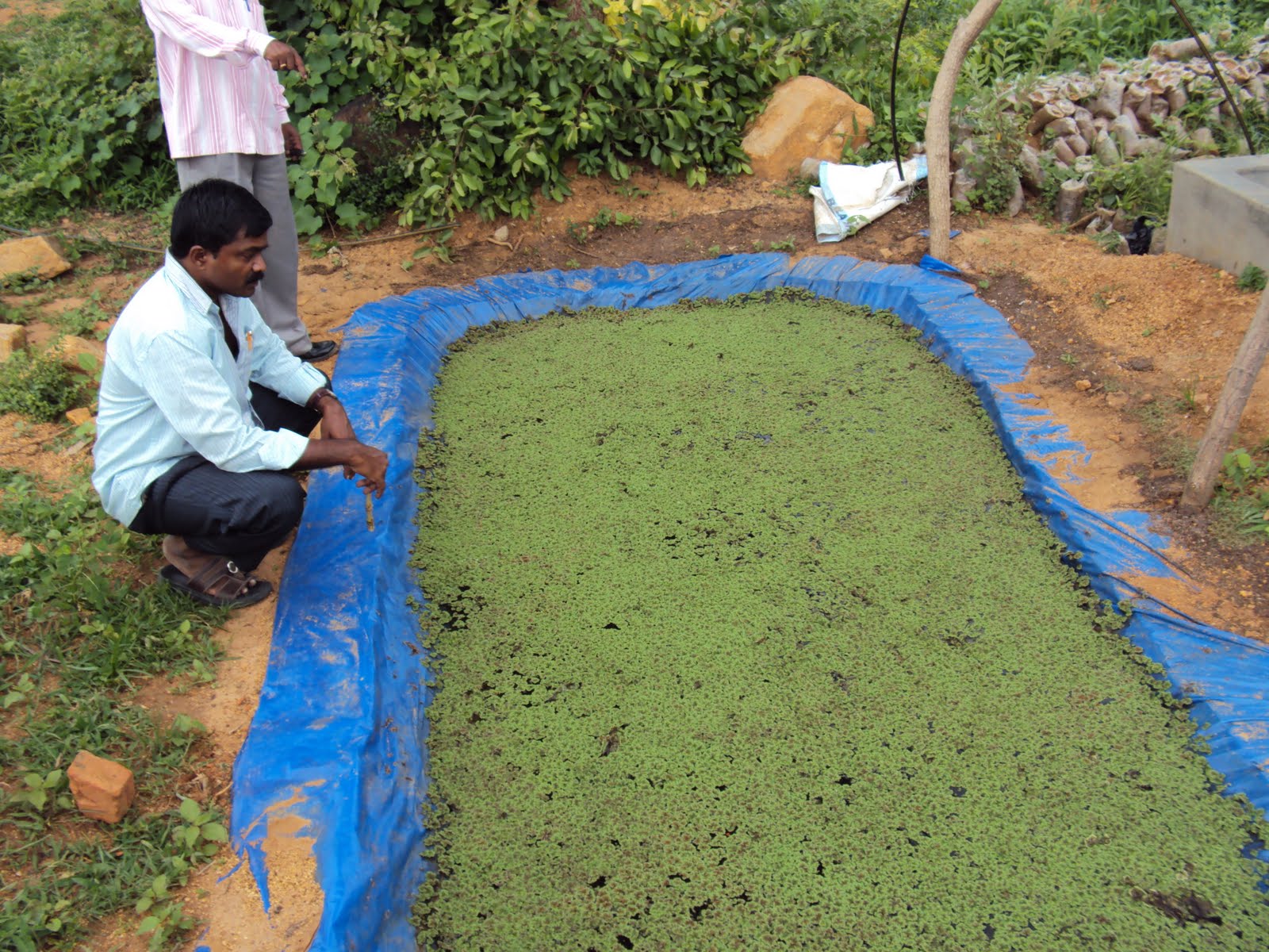 veterinarian: azolla cattle feed