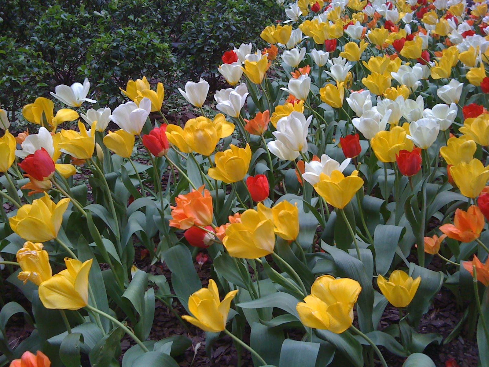 Pay a Visit: Unseasonable Spring Tulips