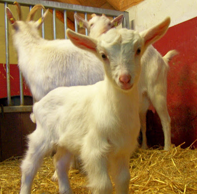 kinderboerderij winschoten: jonge dieren