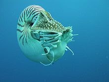 The Black Sheep Dances: The Chambered Nautilus, Oliver Wendell Holmes, poem