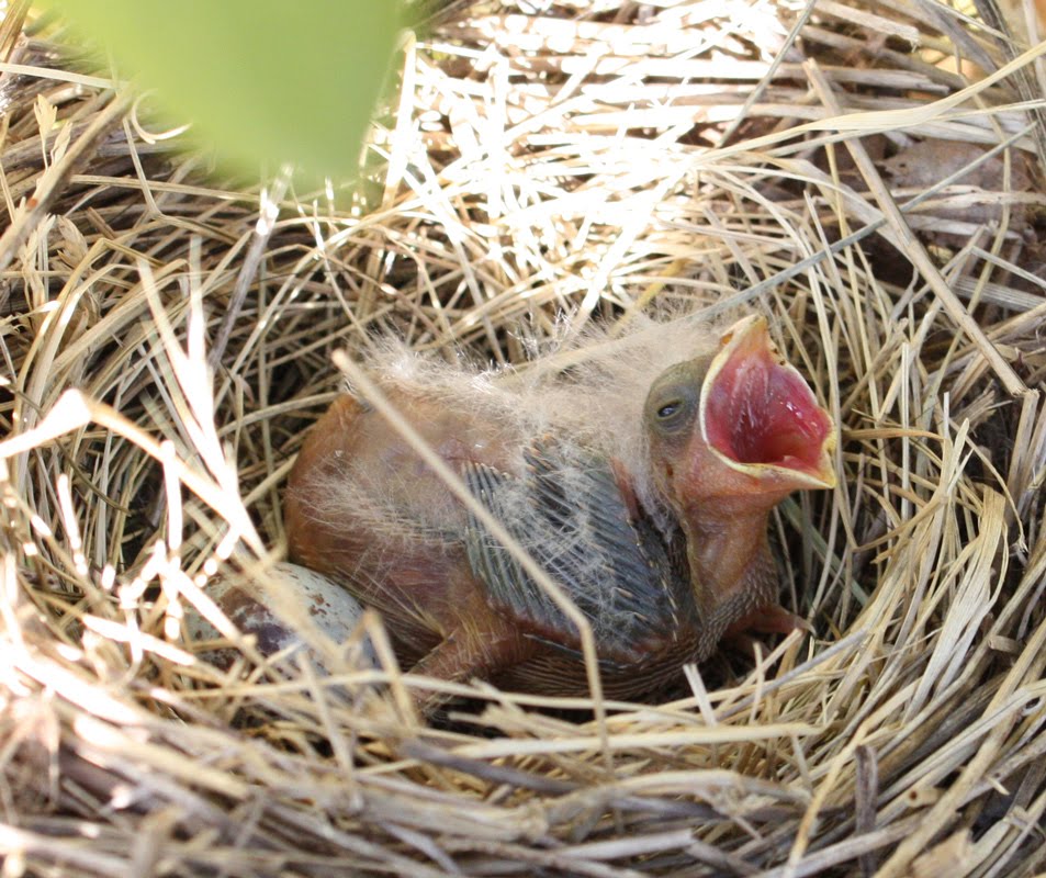 My Bird Sanctuary Dream