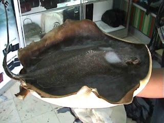 Kerajinan Kulit Ikan Pari di Boyolali