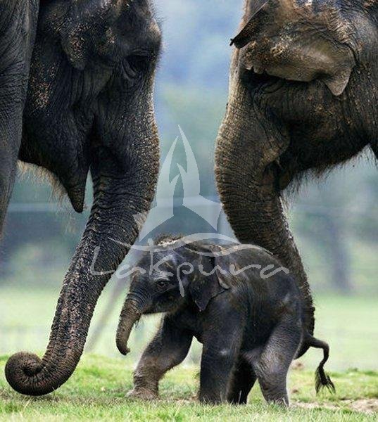 Yala (Ruhuna) National Park | Ancient Cities of Sri Lanka