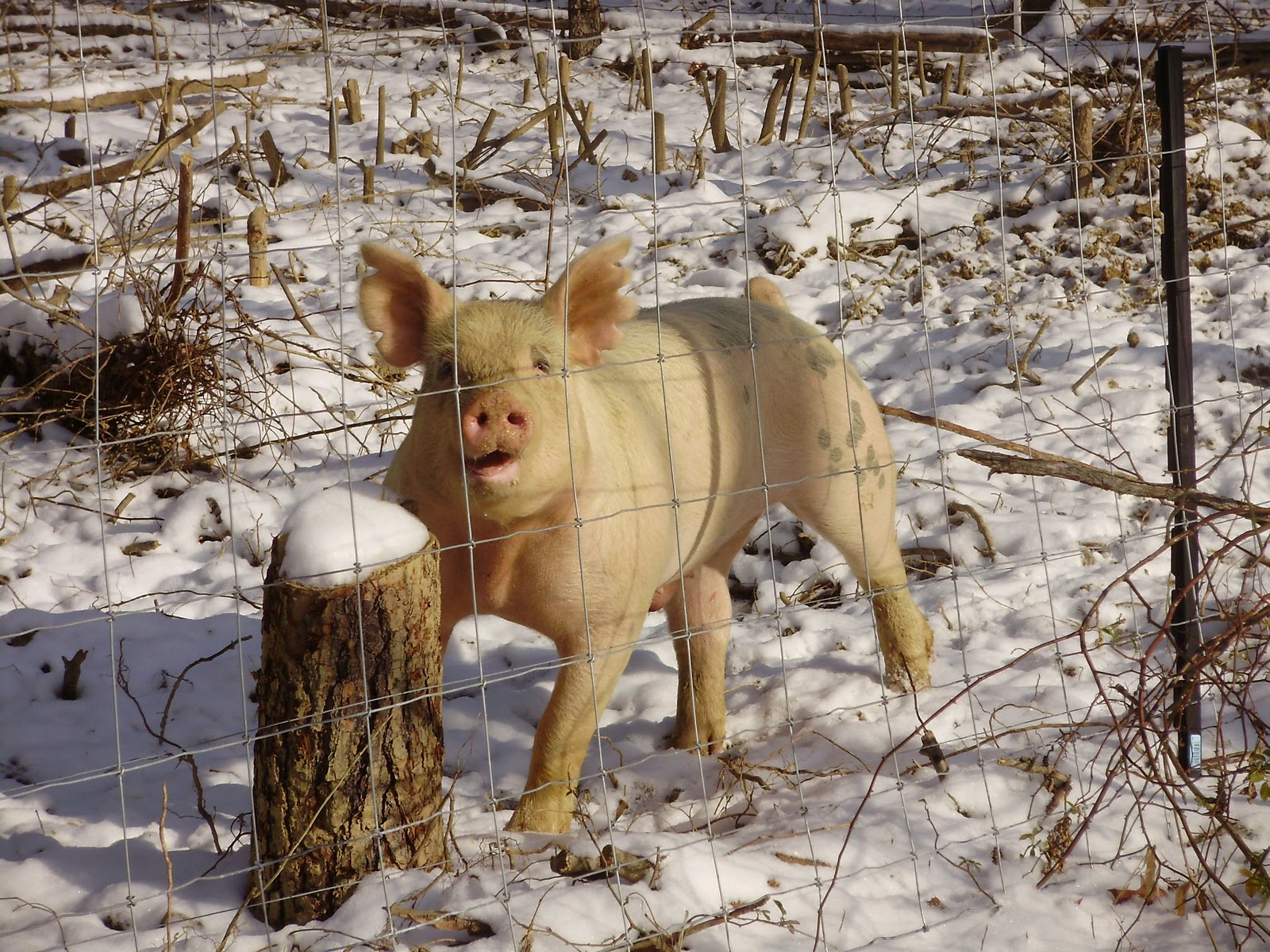 Ohiofarmgirl's Adventures In The Good Land: Extreme cold weather ...