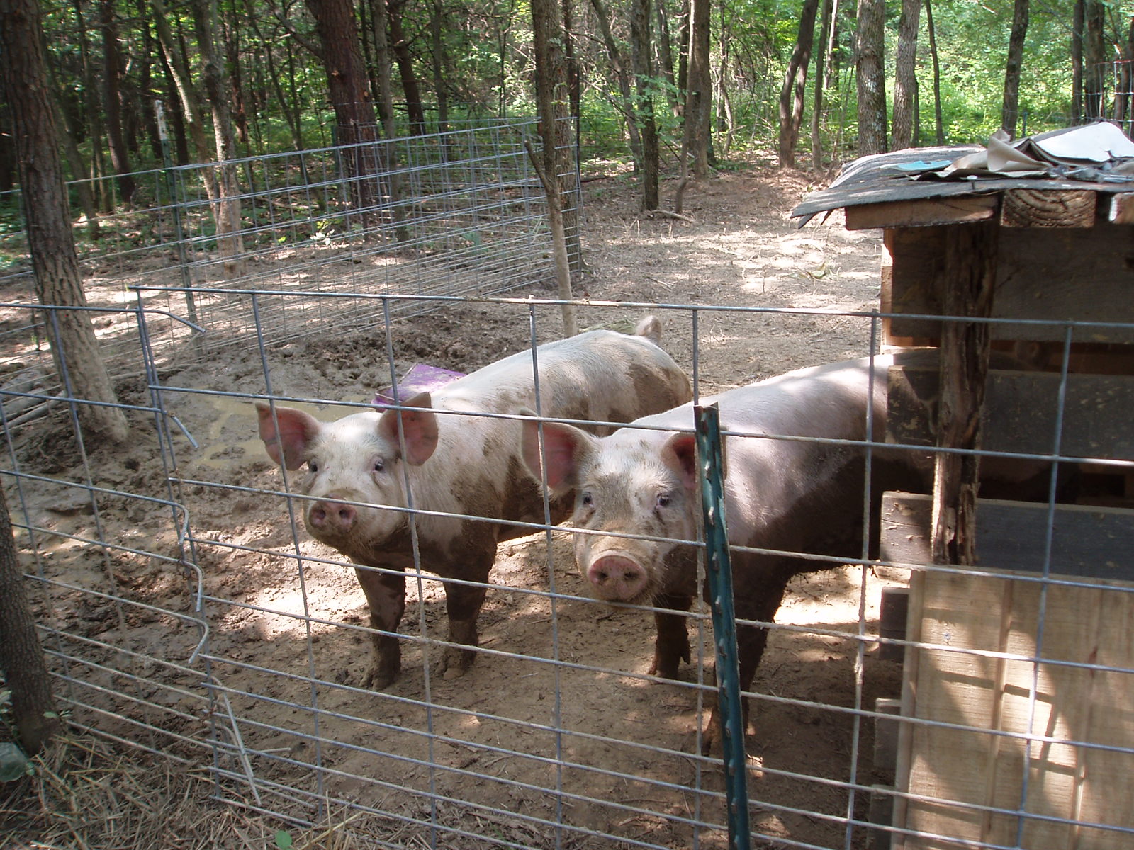 Ohiofarmgirl's Adventures In The Good Land: How to grow out feeder pigs ...