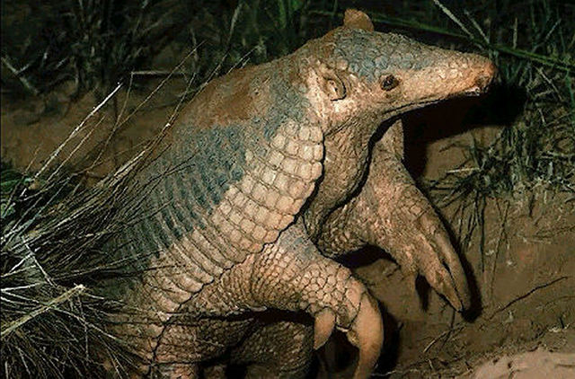 The Giant Armadillo (Priodontes maximus), colloquially Tatou, Ocarro ...