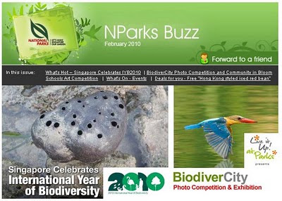 Celebrating Singapore's BioDiversity!: Our sponges - on NParks Buzz Feb 10
