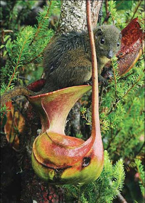 wildsingapore news: Tree shrew uses pitcher plant as potty