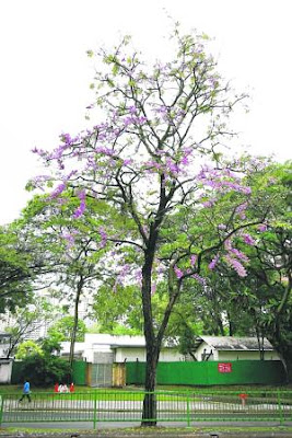 wildsingapore news: 'Sakura' season in Singapore too