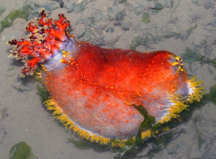 wild shores of singapore: Living Changi: Found Apple and Lost Octopuses