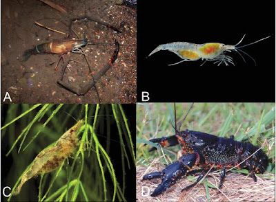 wild shores of singapore: Updated classification for the entire ...