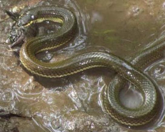 wild shores of singapore: Snake eats crab - a first report in natural ...