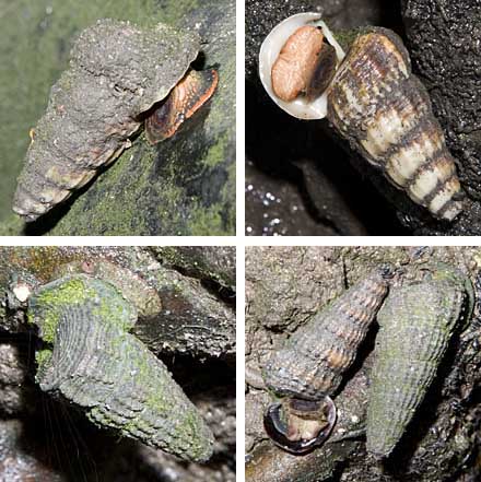 wild shores of singapore: More mangroves at Kranji in the New Year