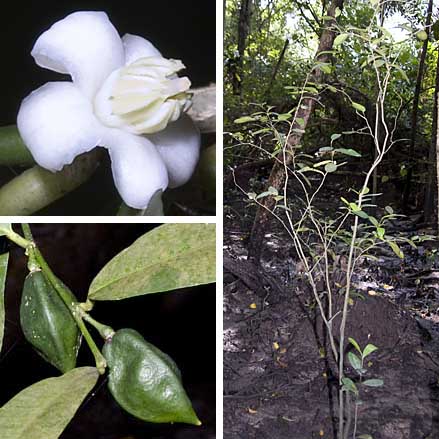 wild shores of singapore: Rare mangroves at Kranji, with special find?