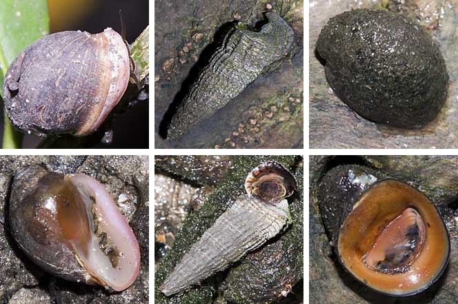 wild shores of singapore: Rare mangroves at Kranji, with special find?
