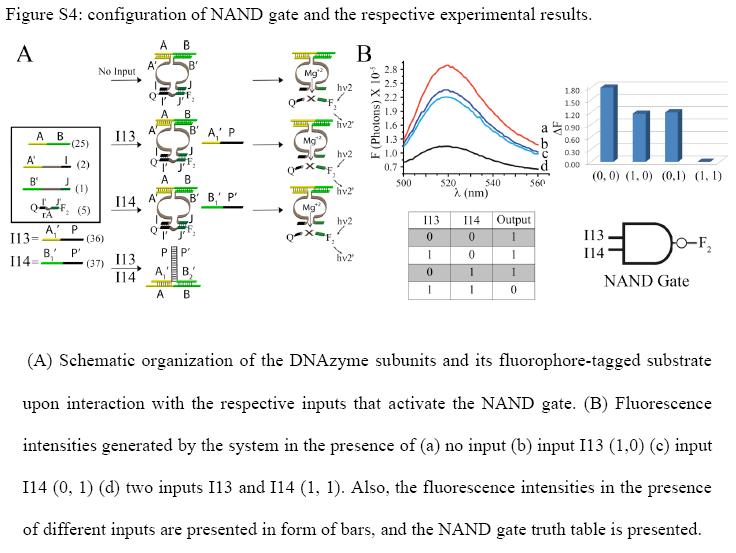 DNA computing circuits using libraries of DNAzyme subunits ...