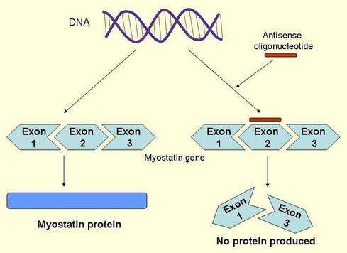 Myostatin exon skipping shows promise for a wide range of muscle ...