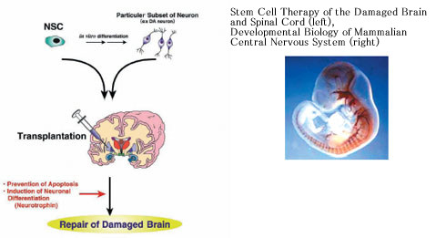 Japan uses induced pluripotent stem cells to enable paralyzed monkeys ...