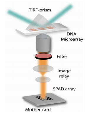 Imaging cells and inside cells and directly imaging atoms ...