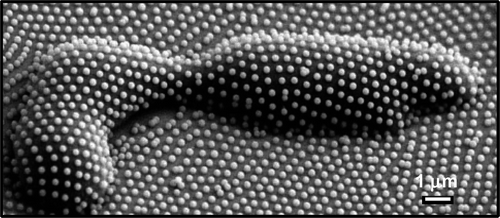 Colloidal Lithography for patterning nonplanar surfaces | NextBigFuture.com
