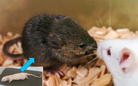 Woolly Mammoth could come back from extinction in 2015 or 2016 ...