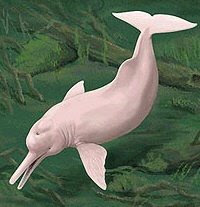 LEGENDY ŚWIATA: Legenda o różowym delfinie