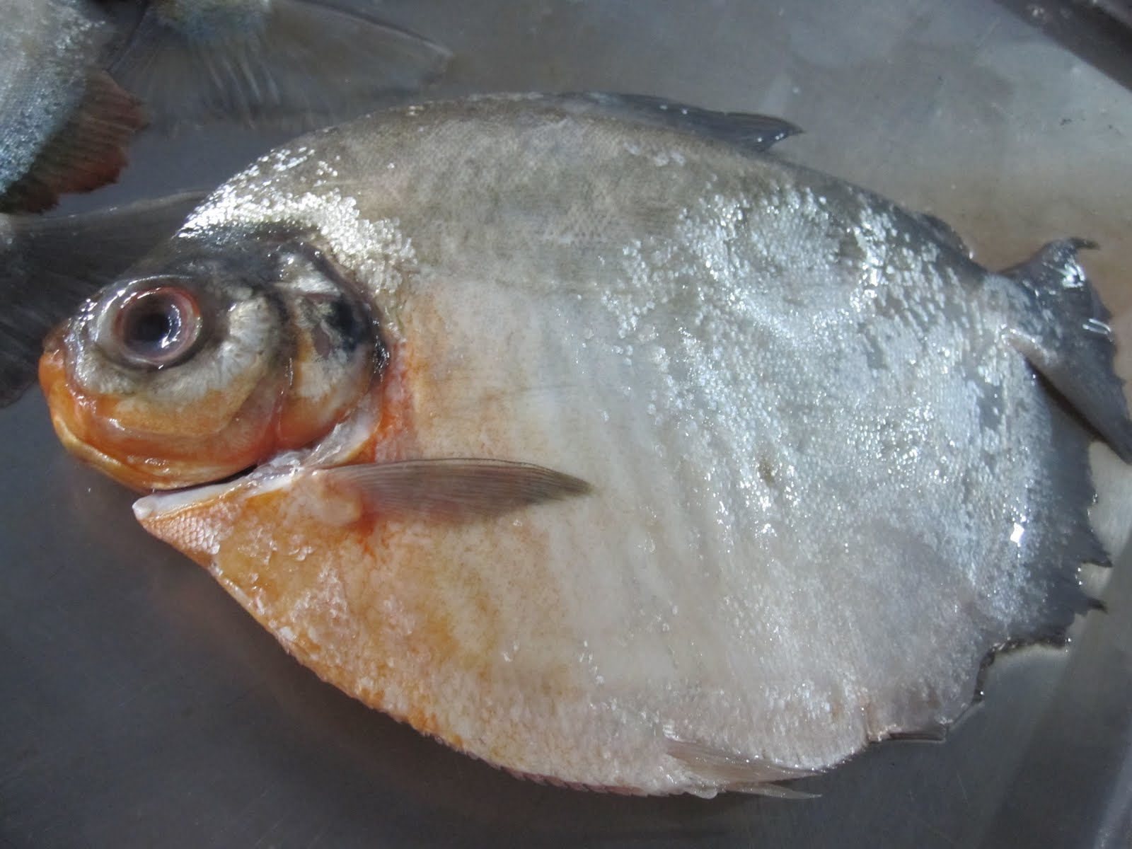 Bon Bon: Fish Dishes